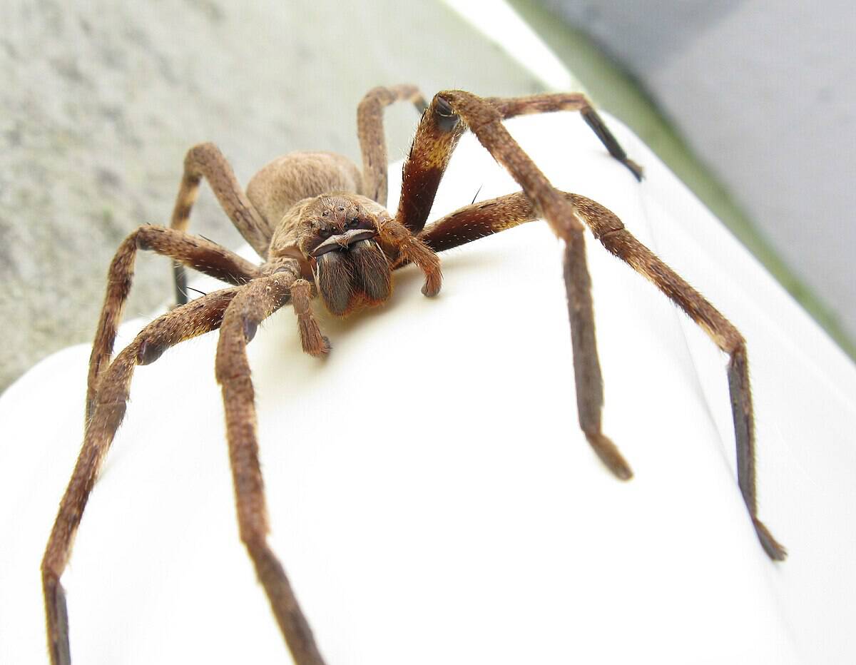 Huntsman Spiders: Australia’s Giant (but Friendly) Spider – AMG Pest ...